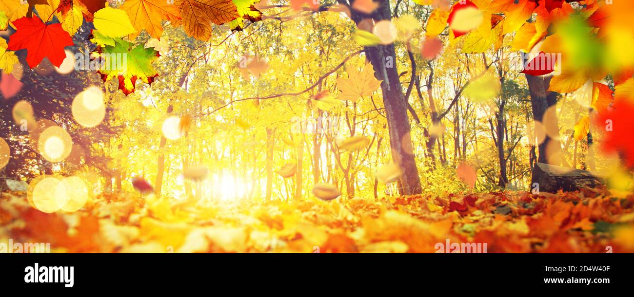 Beautiful autumn background with yellow and red leaves Stock Photo - Alamy