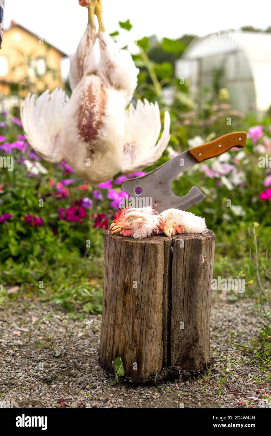 Severed chicken heads lie on a stump with an axe. A decapitated hen ...