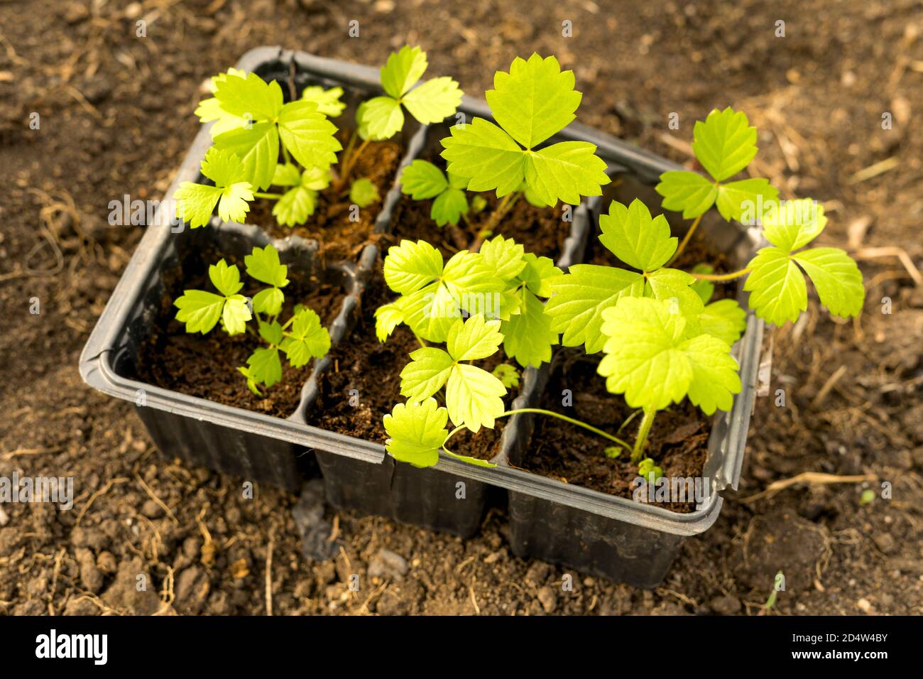 Strawberry seedlings on the background of the earth in the garden ...