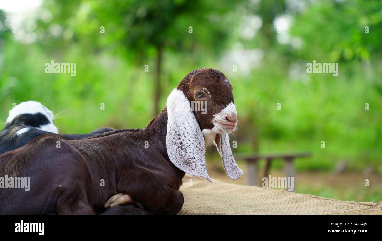 Goat-lings sitting inside a farmland with blurred background. Relaxing ...