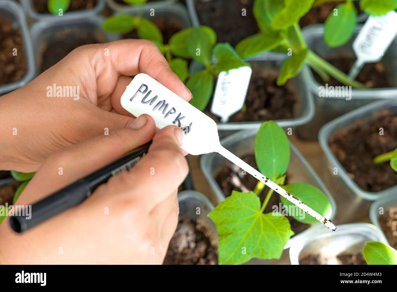 Plant care label on pot hi-res stock photography and images - Alamy