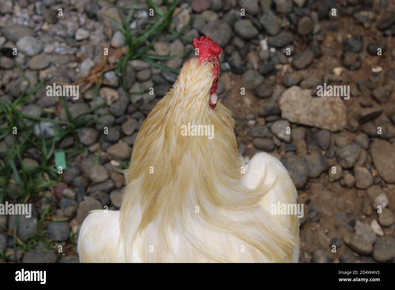 Red crowned white rooster Stock Photo - Alamy