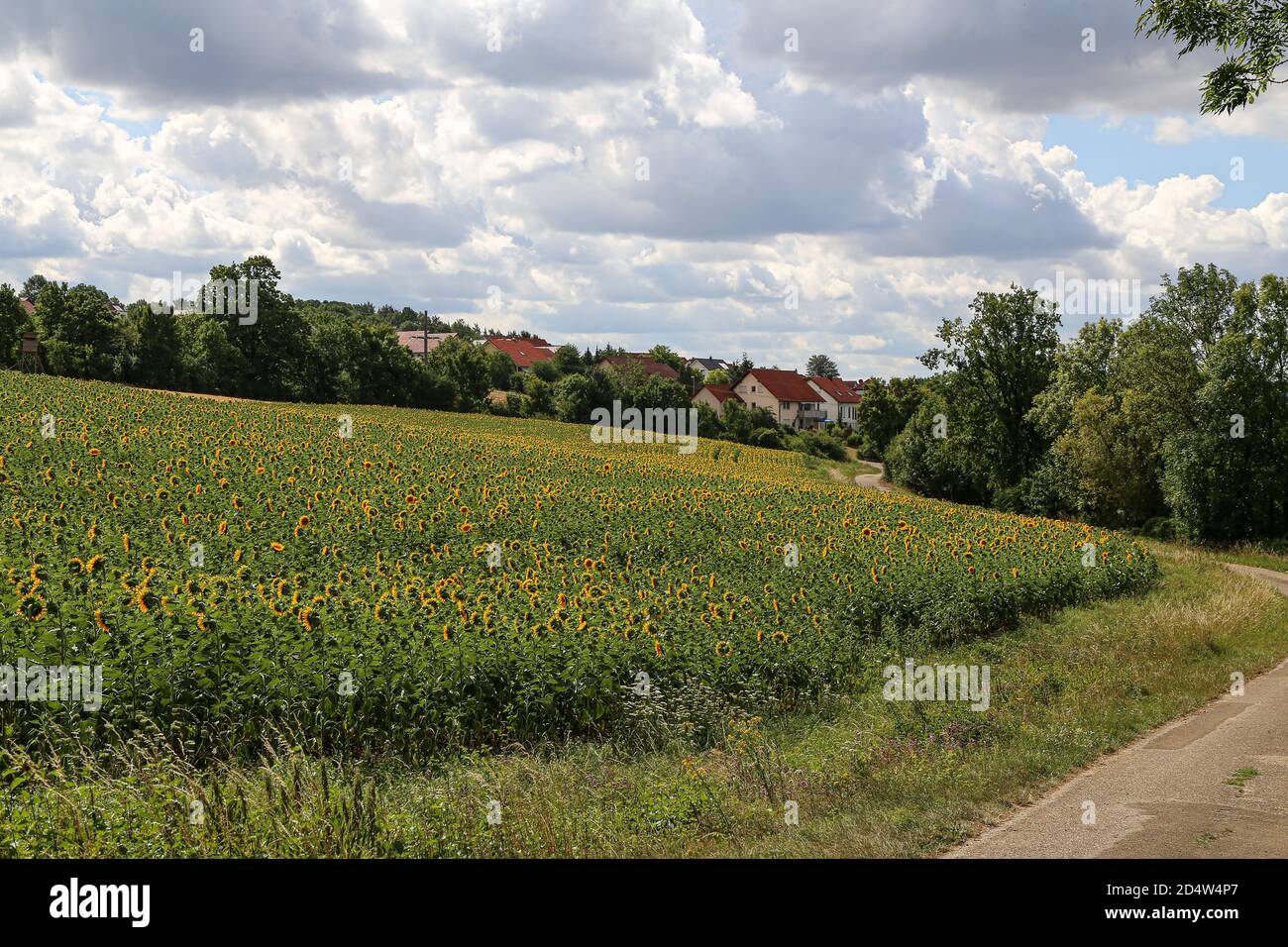 View of a blooming field of sunflowers in a small town on a cloudy day ...