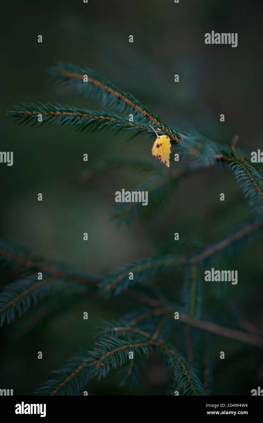 Autumn leaves on a spruce twig Stock Photo - Alamy