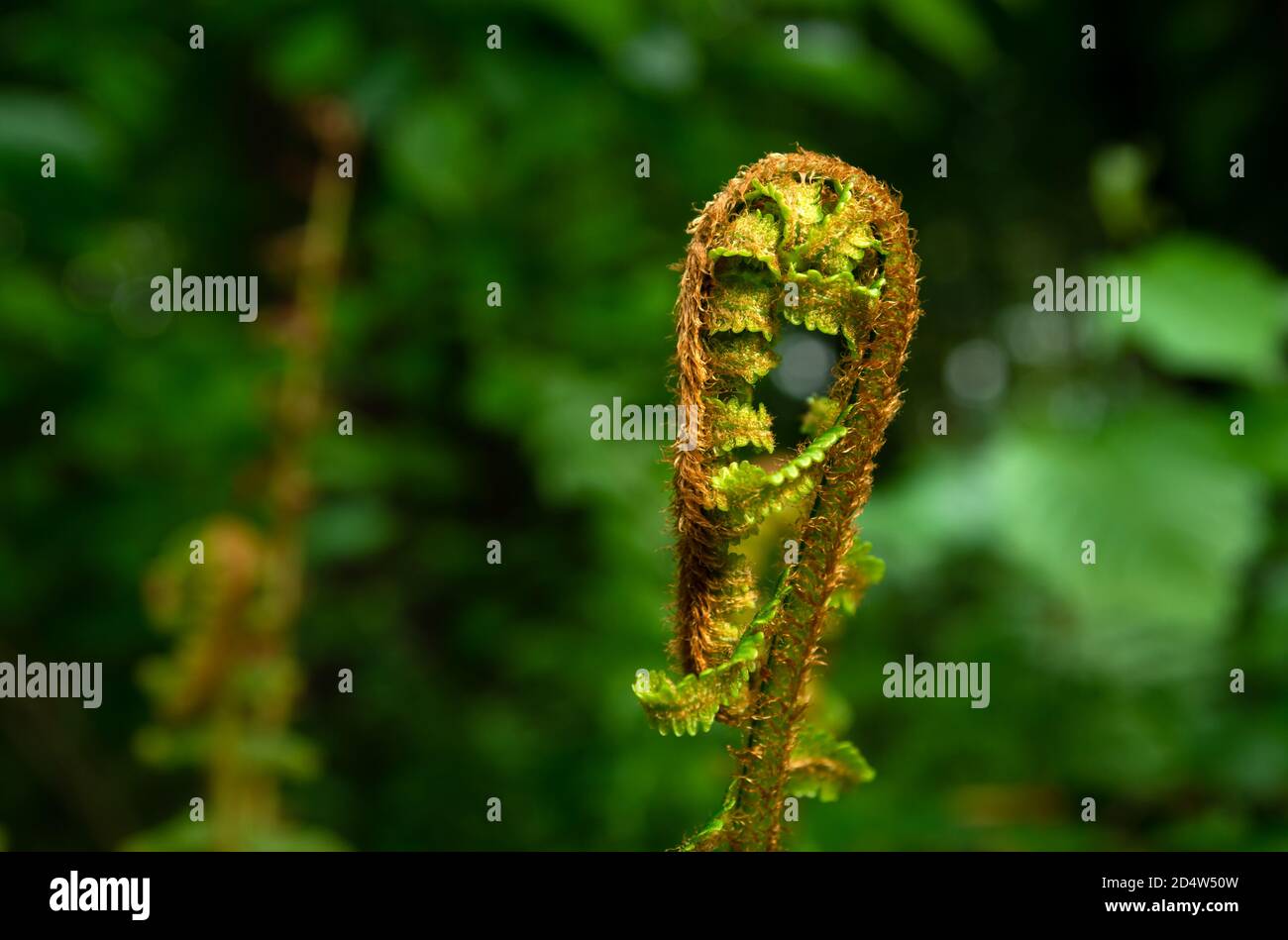 A coiled fern in a dark forest Stock Photo - Alamy
