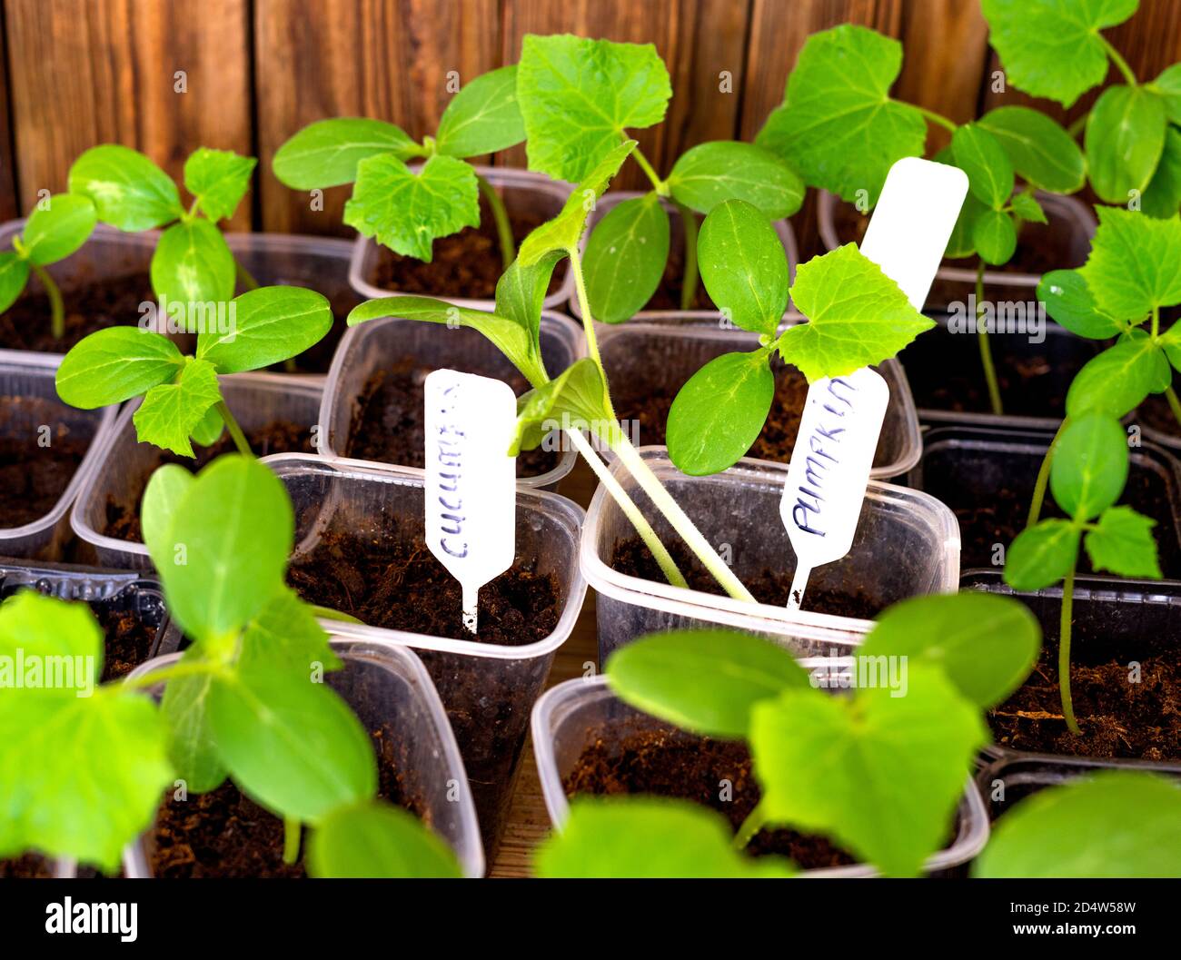 Pumpkin seedlings hi-res stock photography and images - Alamy