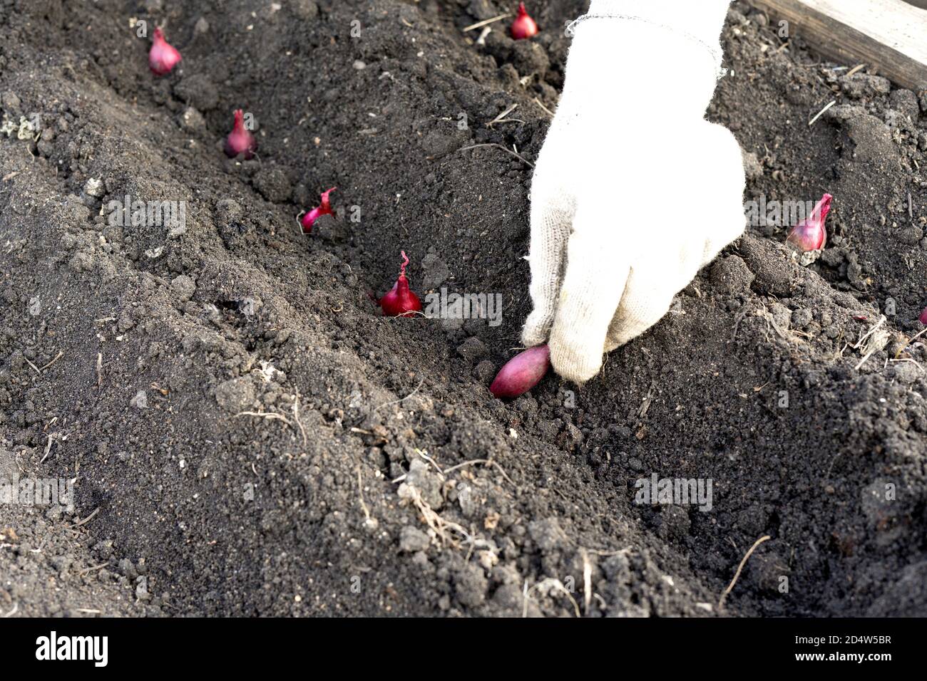 Farmer sowing seeds by hand hi-res stock photography and images - Alamy