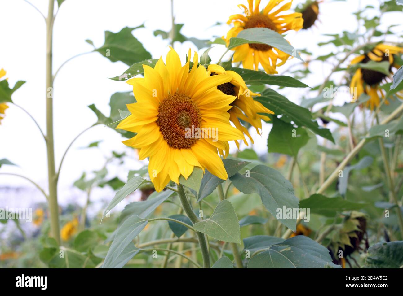 Fresh Beautiful yellow sunflower on blurred sunny background Stock ...