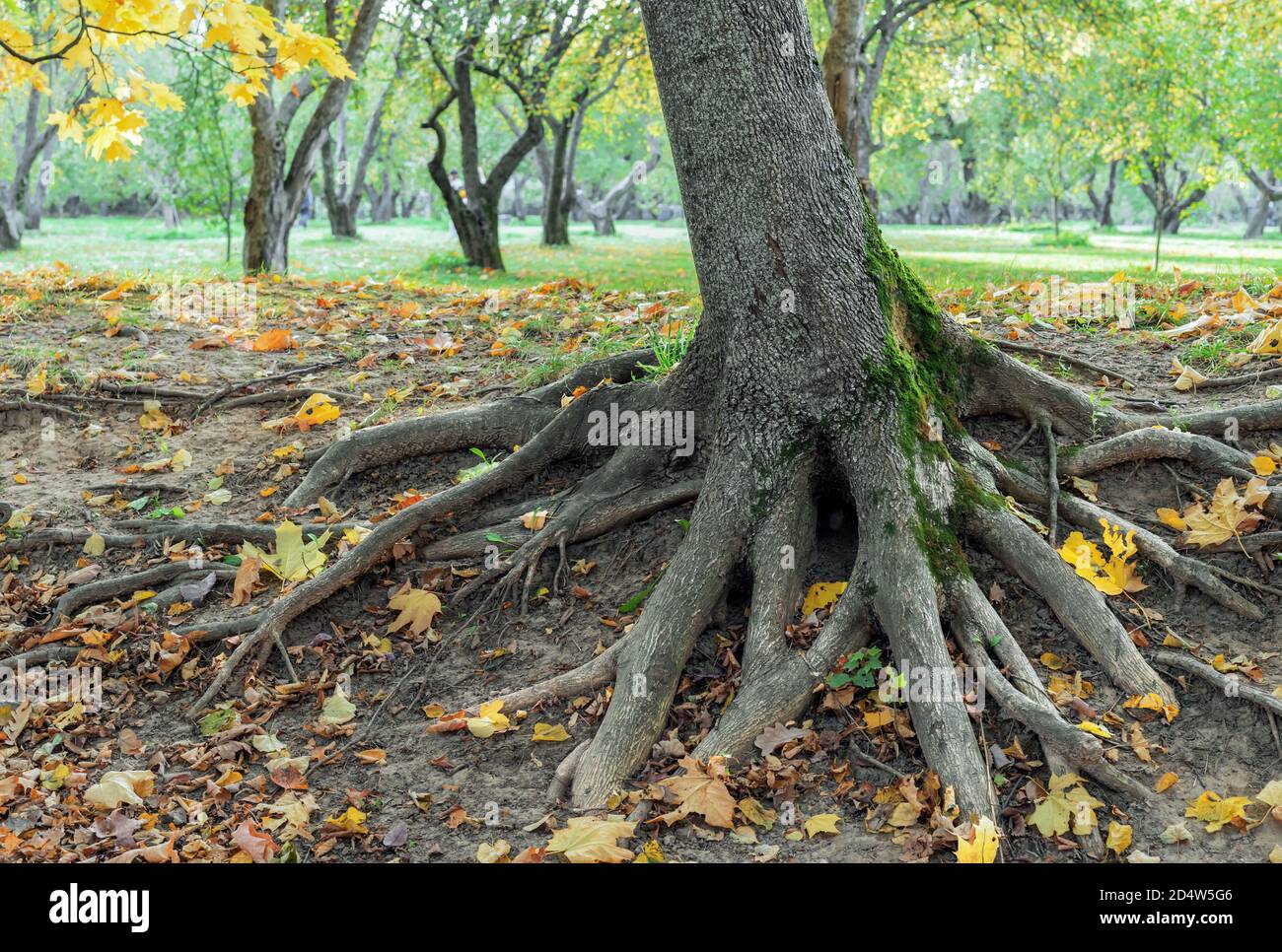 Tree with powerful roots above the ground in an autumn park Stock Photo ...