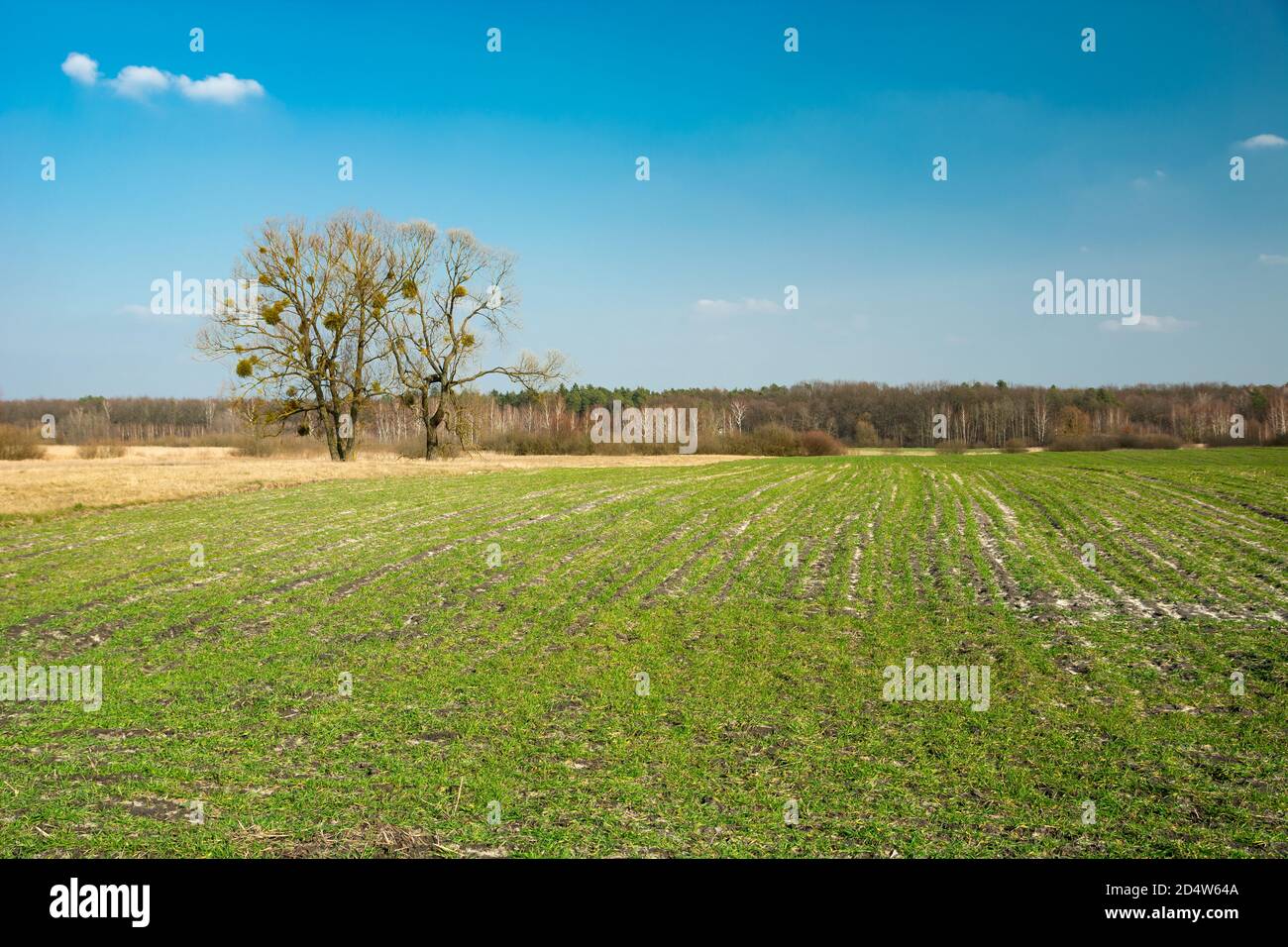 Empty green field forest hi-res stock photography and images - Alamy