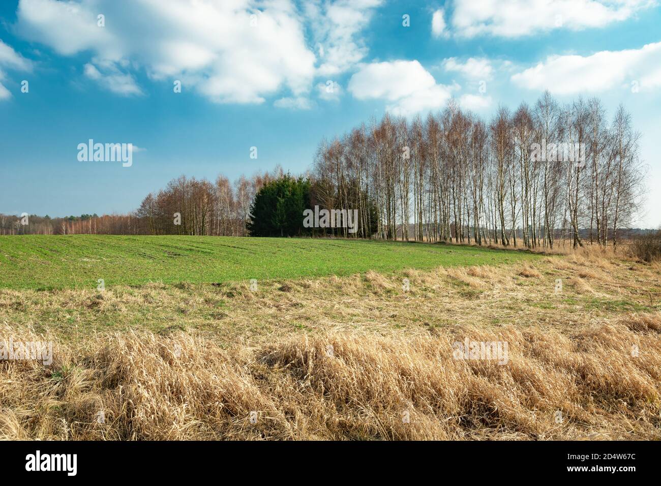 Dry grasses in front of a green field, trees without leaves and blue ...