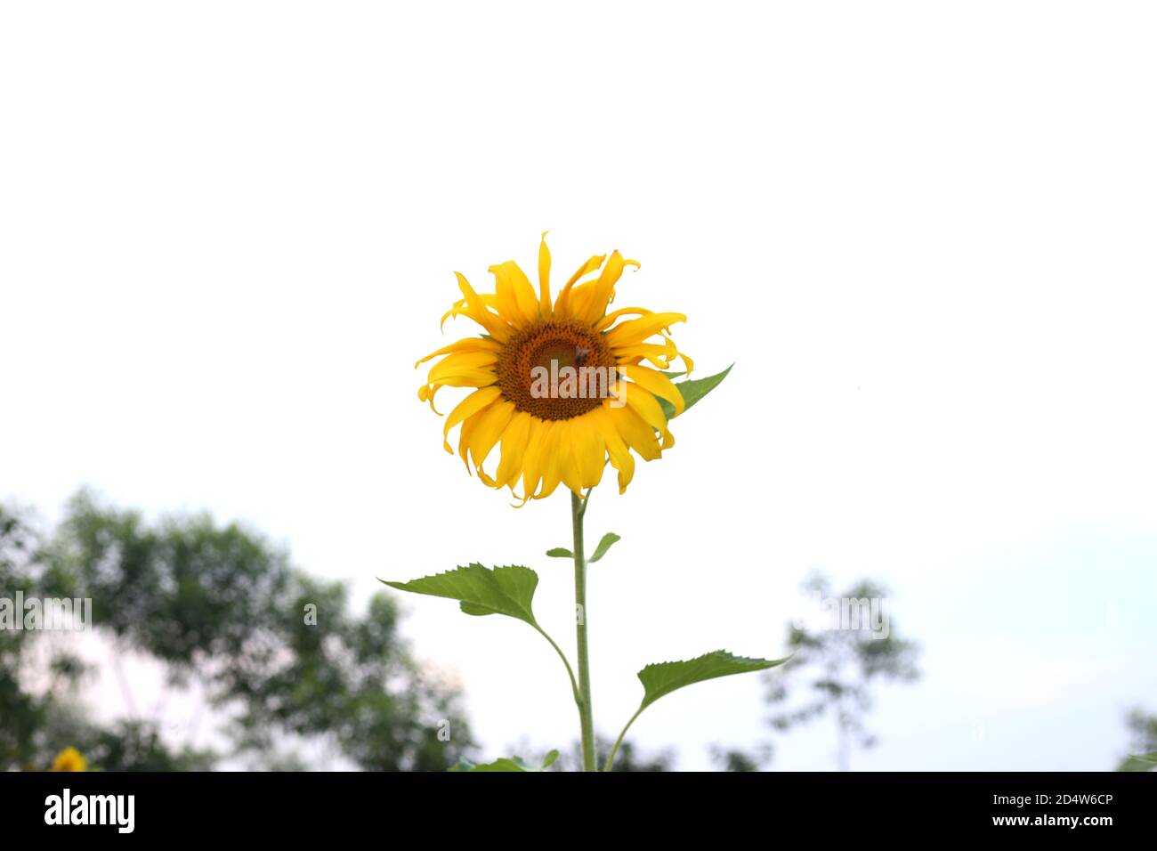 Fresh Beautiful warm sunflower field Organic flower background Stock ...