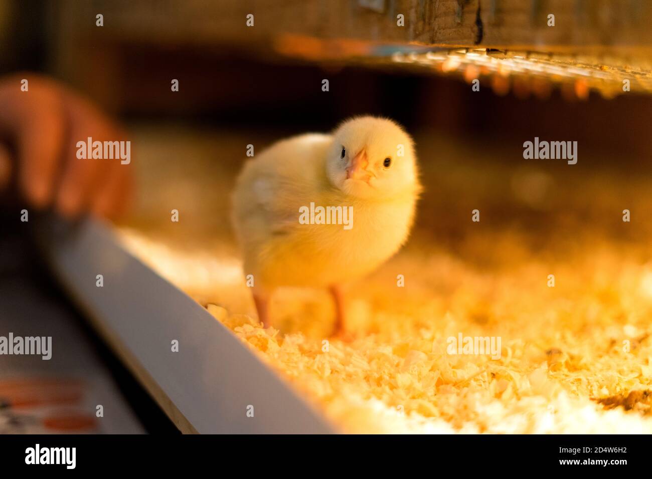 Broiler farm hi-res stock photography and images - Alamy