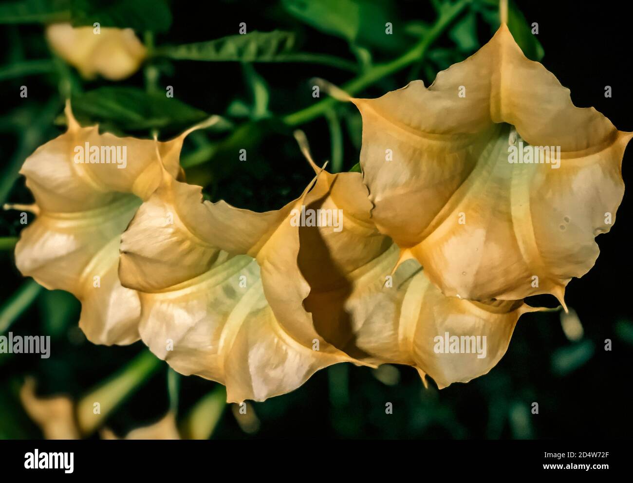 Yellow angel s trumpet flowers (Brugmansia suaveolens) on tree ...