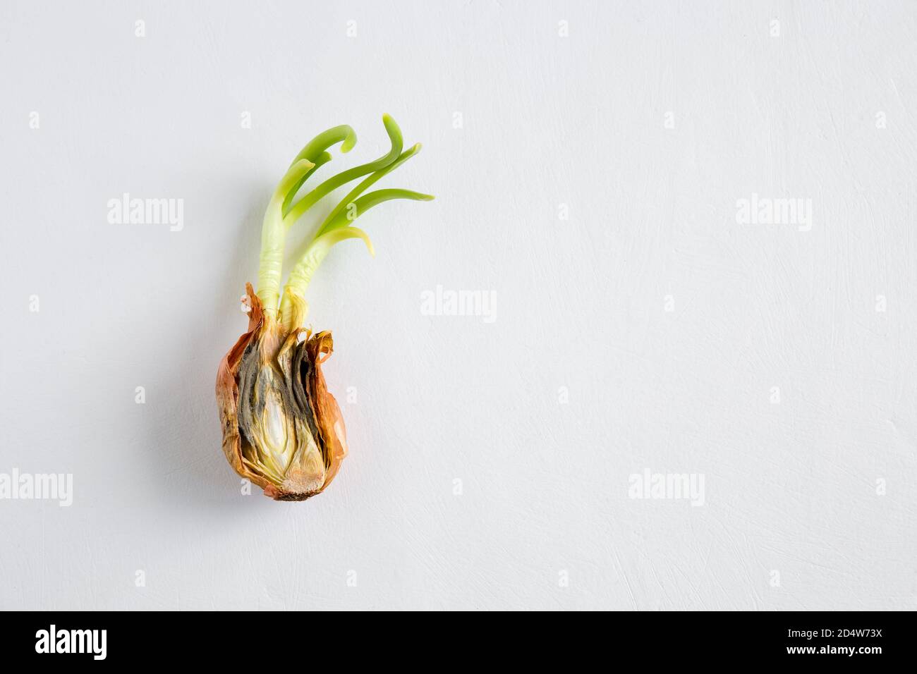 Half a spoiled, old onion on a white background. Sprouted and rotten ...