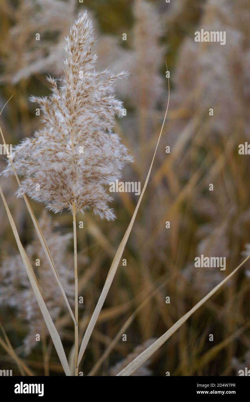 Dry reeds at the lake, reeds, reeds. Golden reeds in the sun in autumn ...