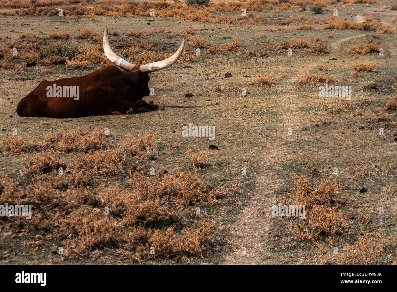 Big bull with huge horns sitting on the ground in a deserted area Stock ...