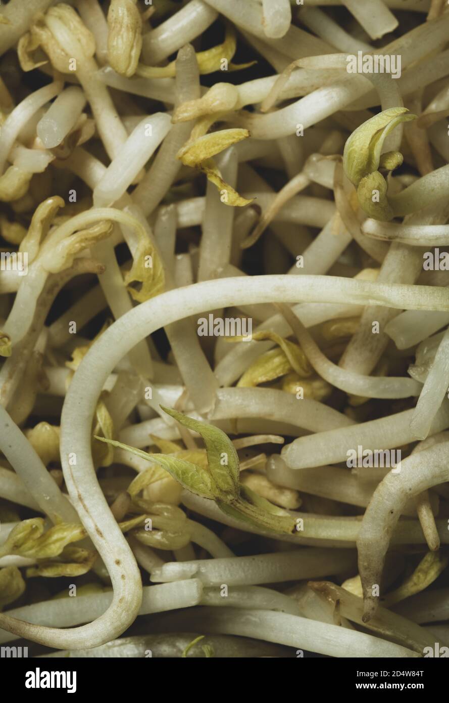 Soybean sprout hi-res stock photography and images - Alamy