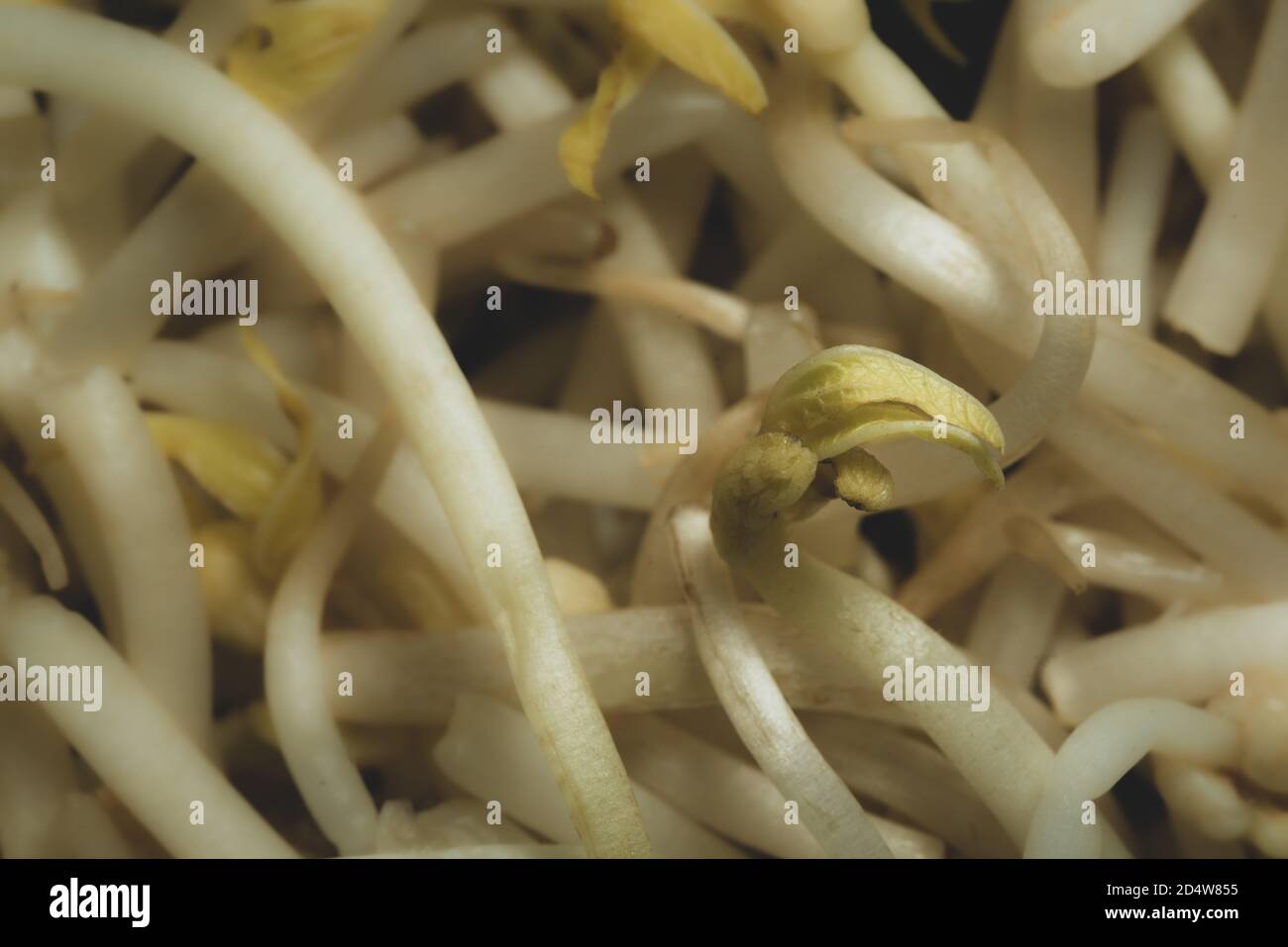 Soybean sprout hi-res stock photography and images - Alamy