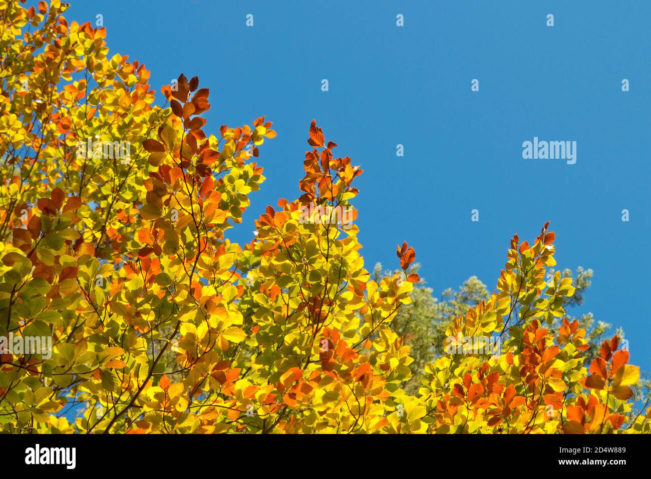 Colorful foliage of beech tree in autumn against blue sunny sky ...