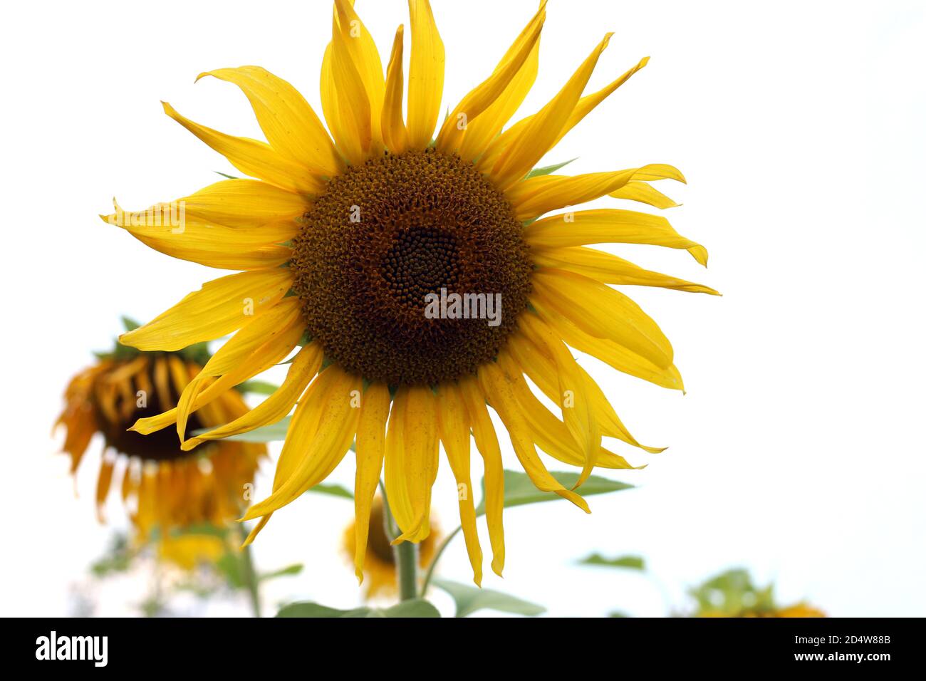 Fresh Sunflower field close up in the shallow depth of field. Summer ...