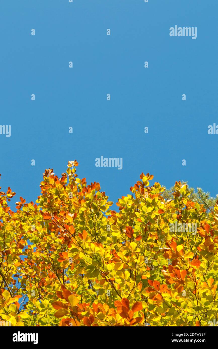 Autumn color of leaves of beech tree against blue sky hi-res stock ...