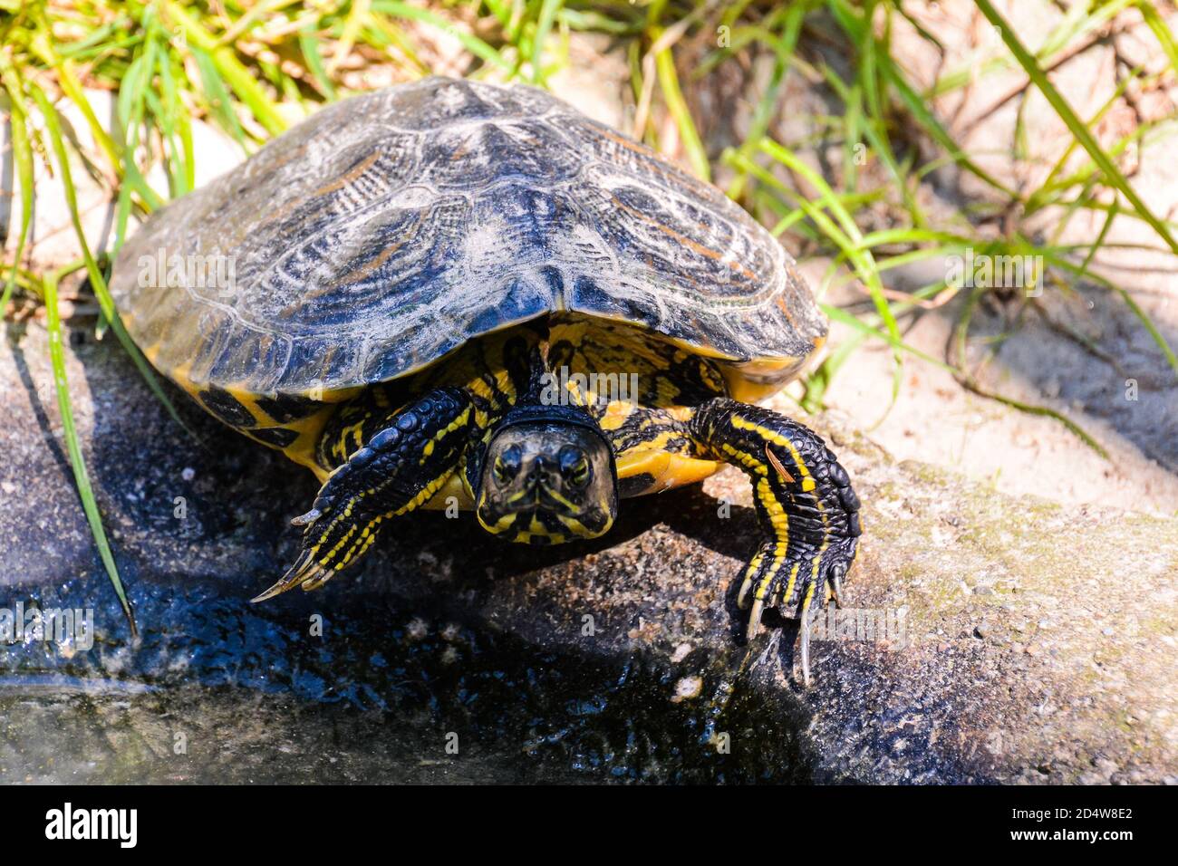 Trachemys Scripta Elegans Tortoise Stock Photo - Alamy
