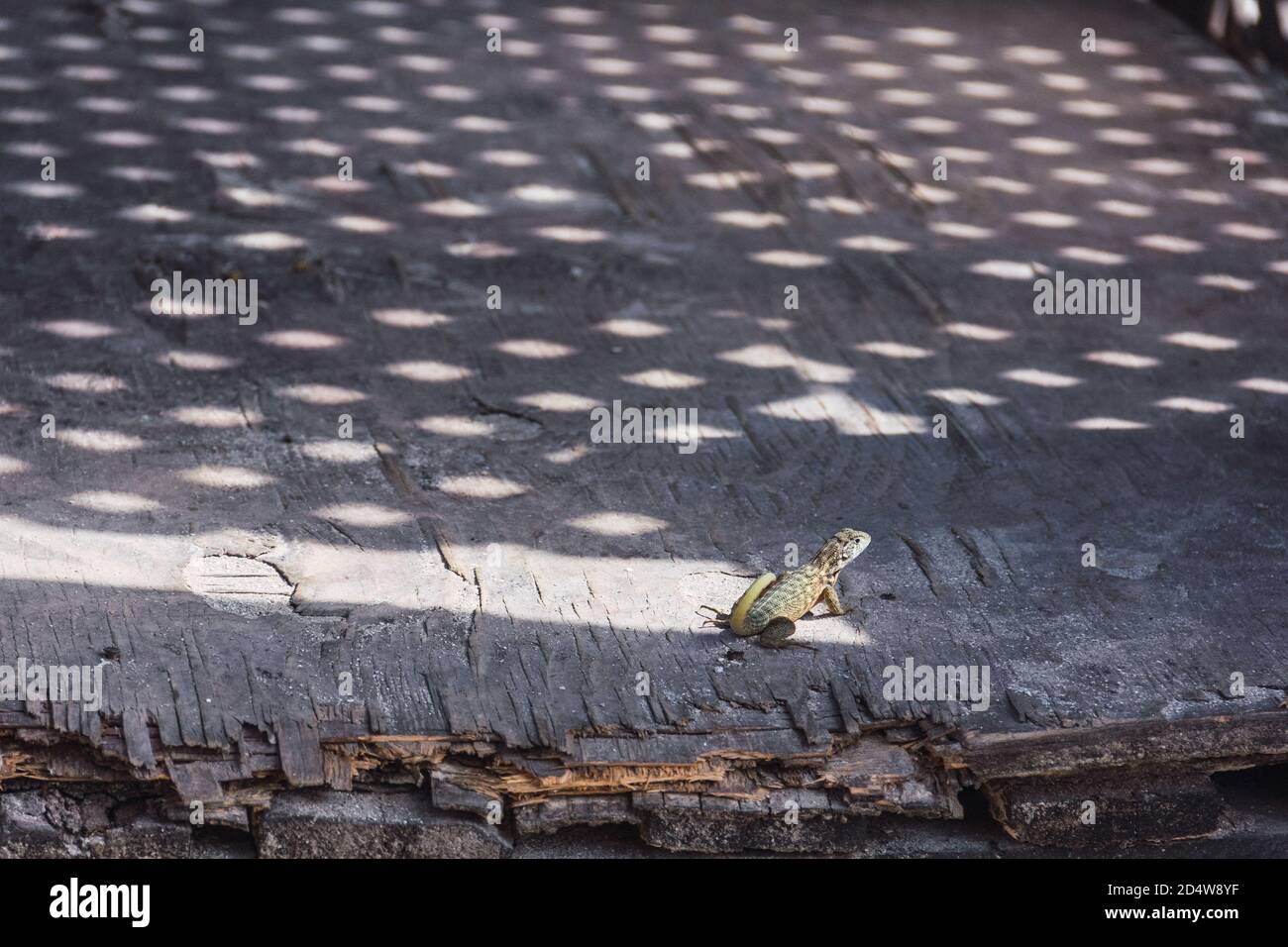 Roof lizard hi-res stock photography and images - Alamy