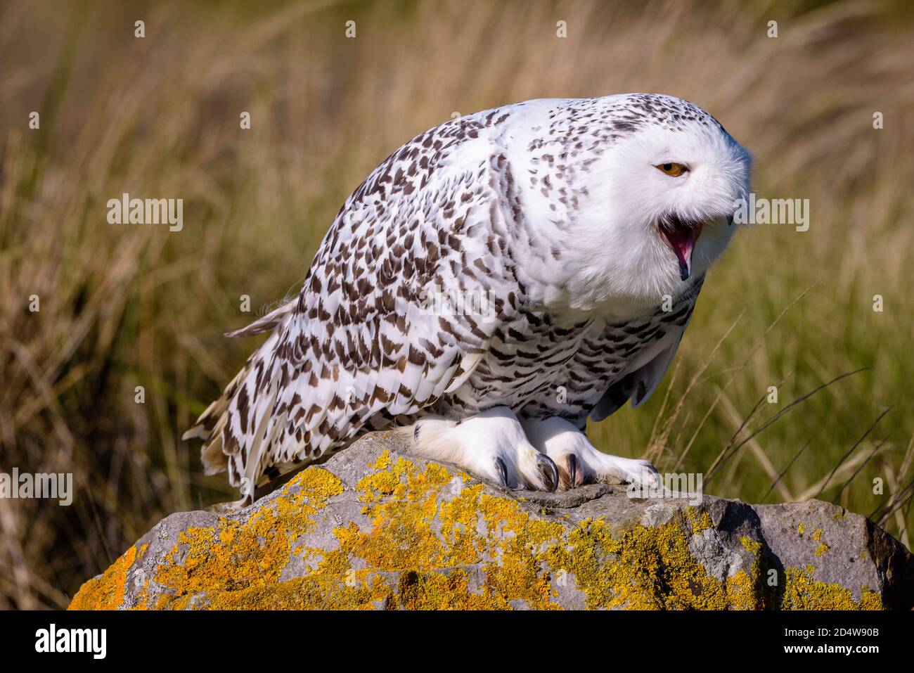 The snowy owl (Bubo scandiacus) is a large, white owl of the true owl ...