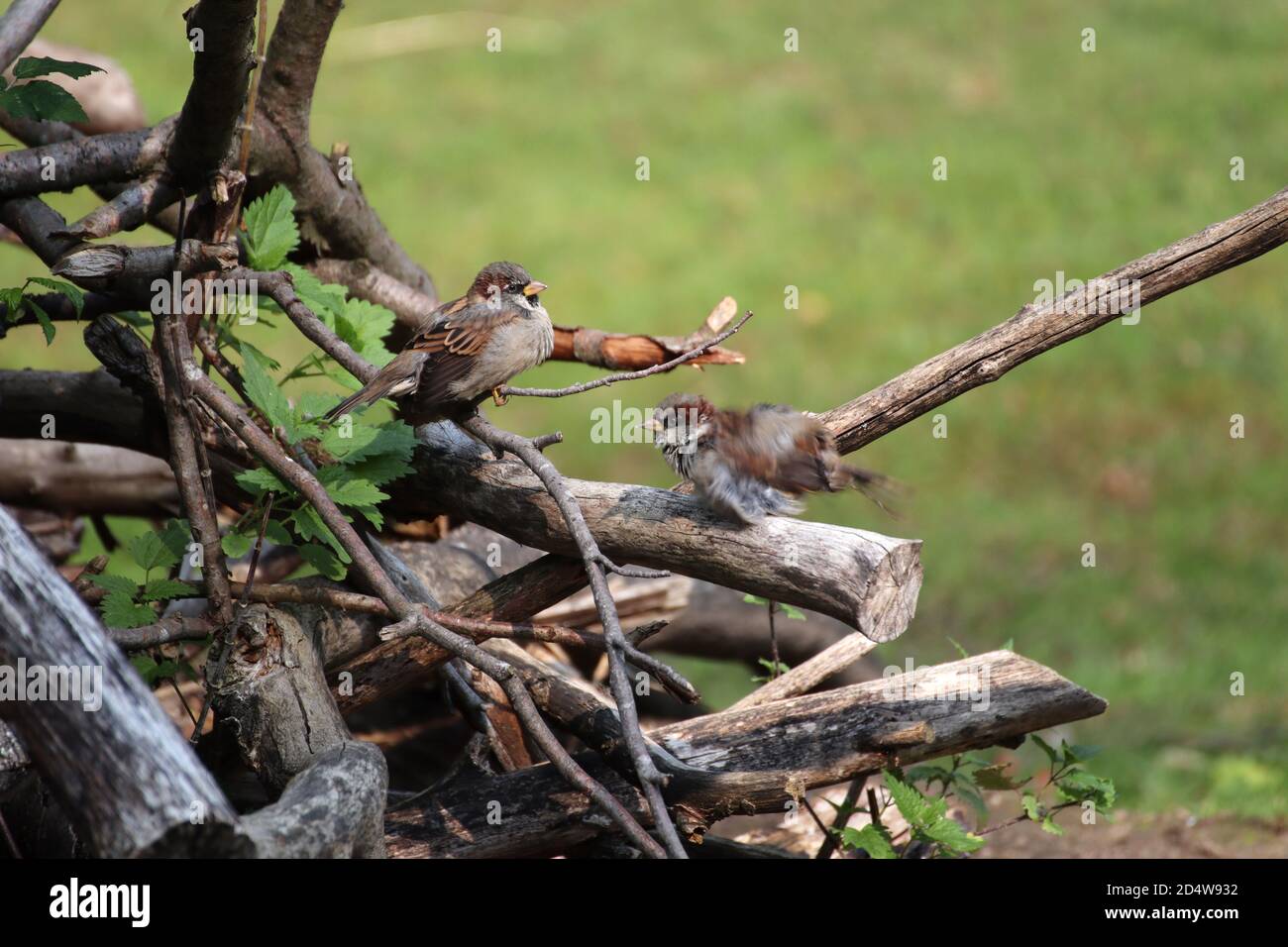 Two sparrows on a tree Stock Photo - Alamy