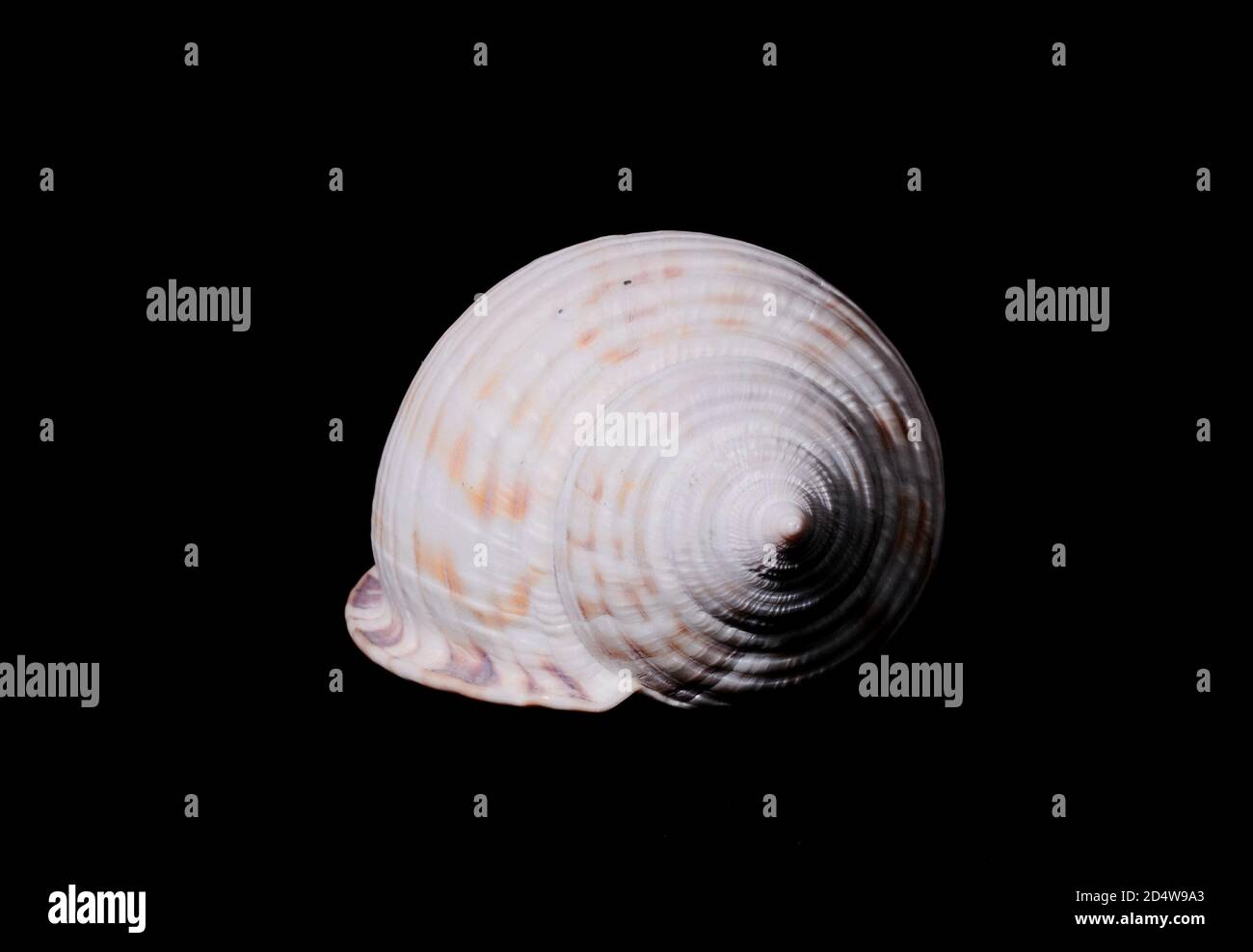 Scallop Shell Isolated Stock Photo - Alamy