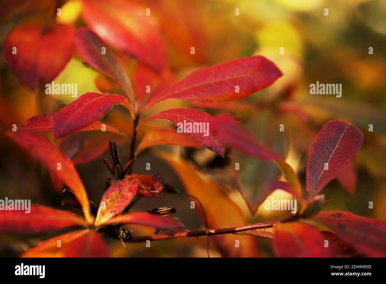 Autumn leaf waiting to fall Stock Photo - Alamy