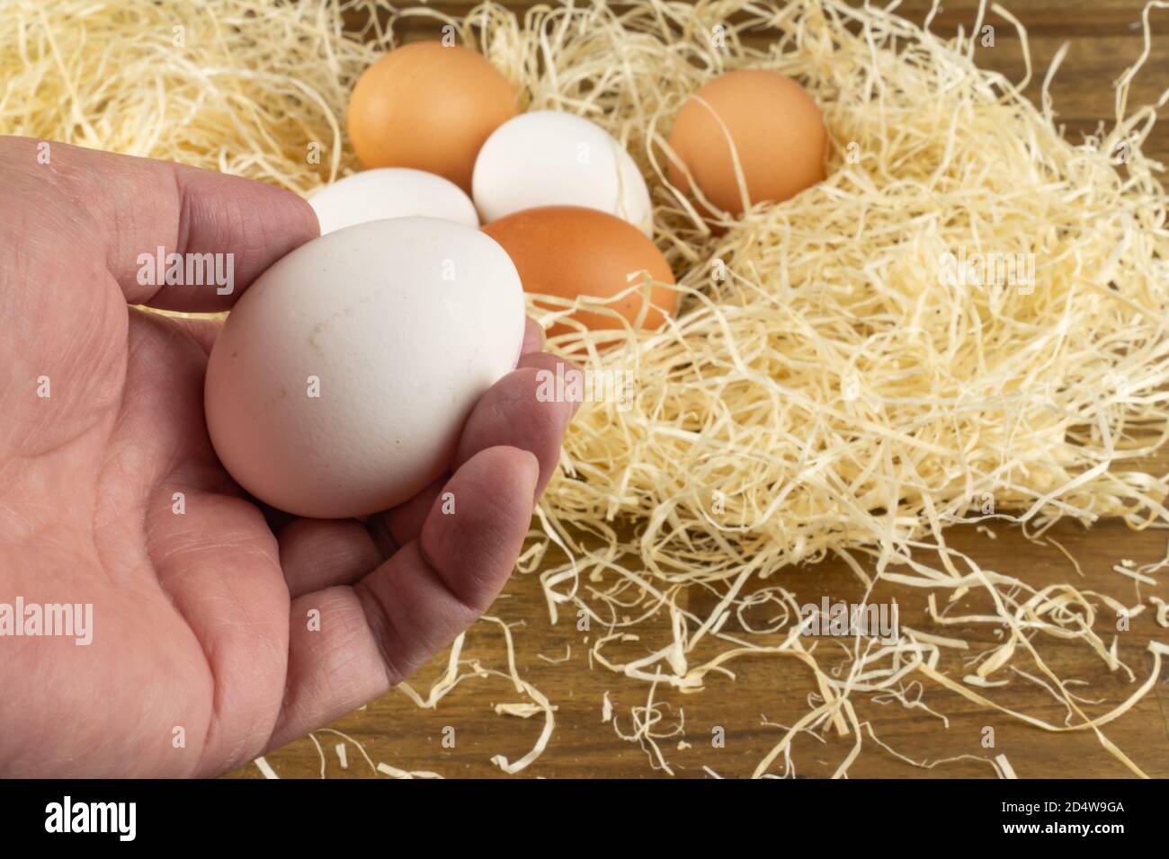 Female collecting eggs in the chicken coop Stock Photo - Alamy