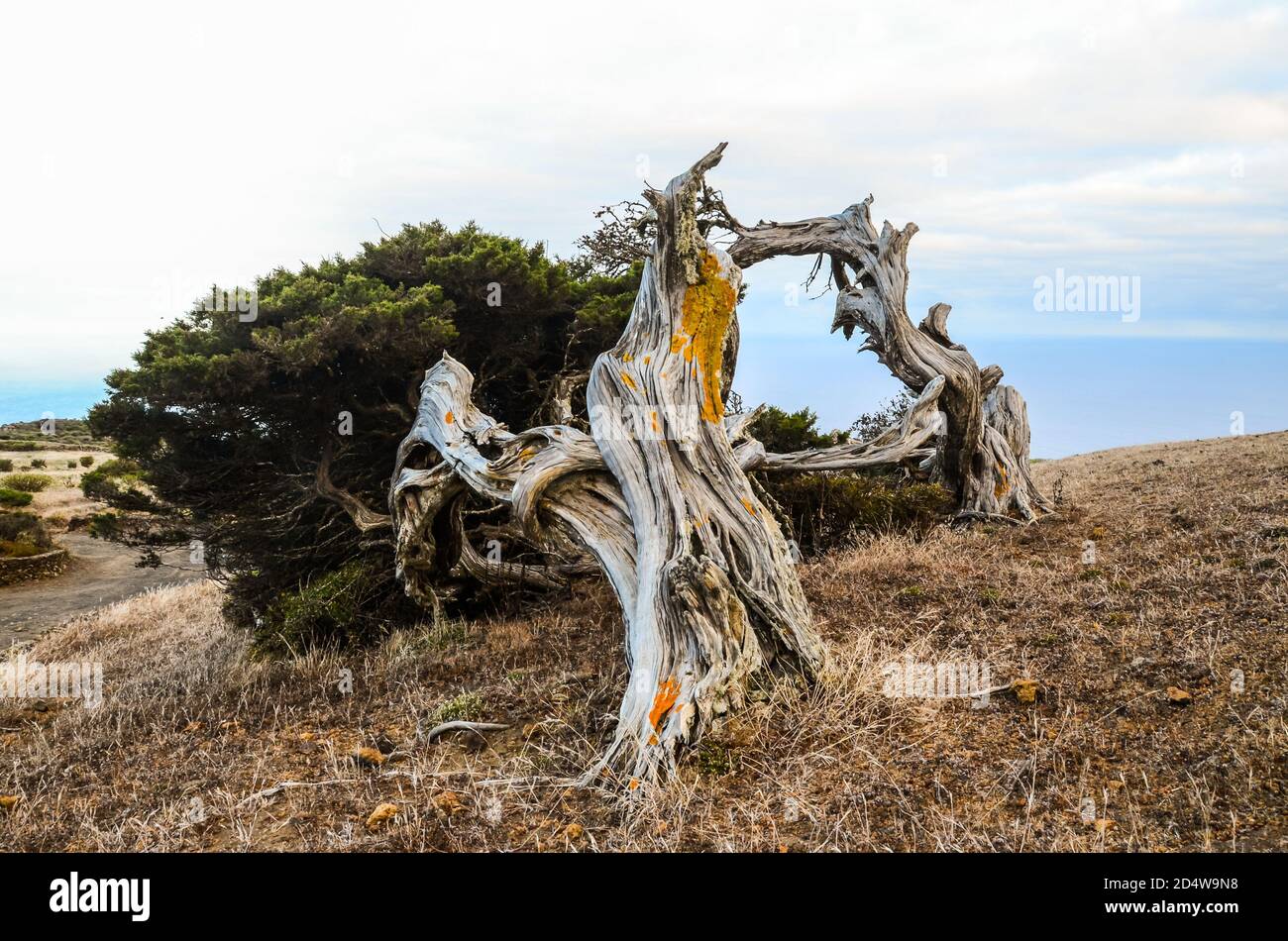 Gnarled juniper tree shaped hi-res stock photography and images - Alamy