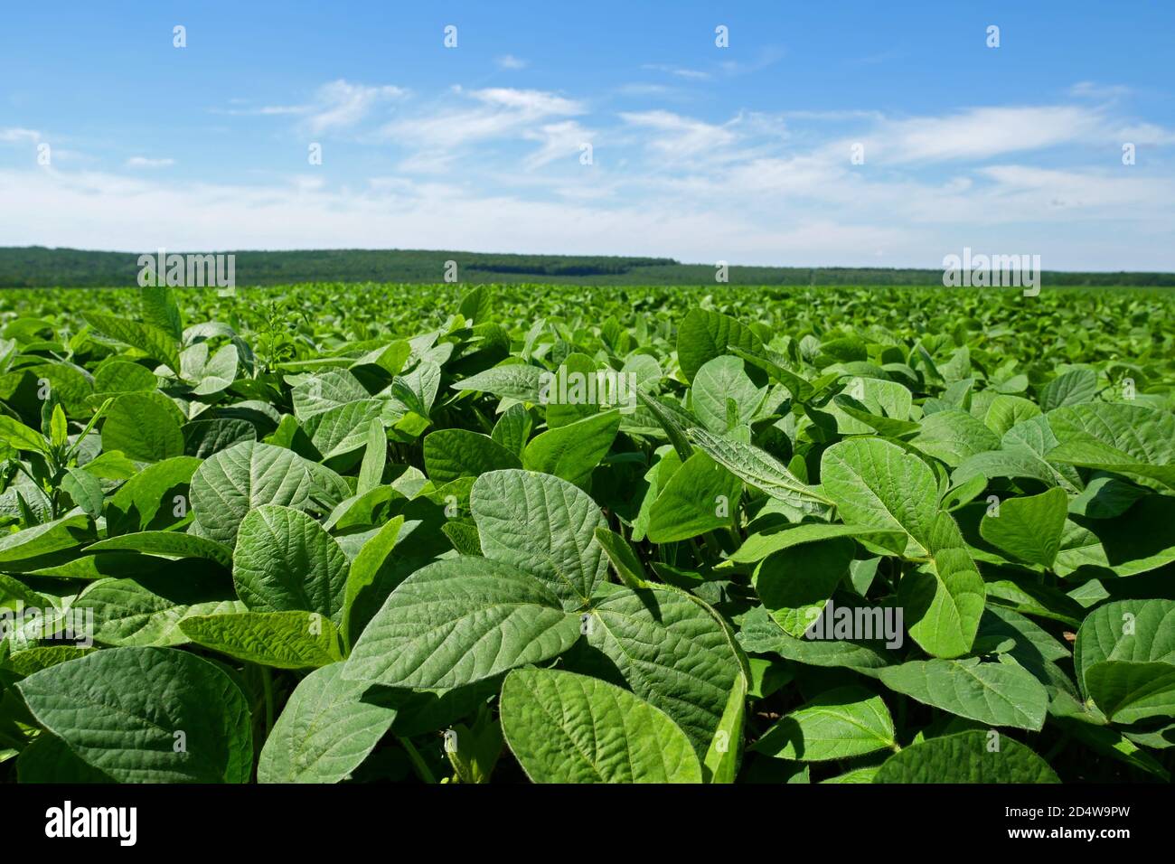 Soybean Field Background