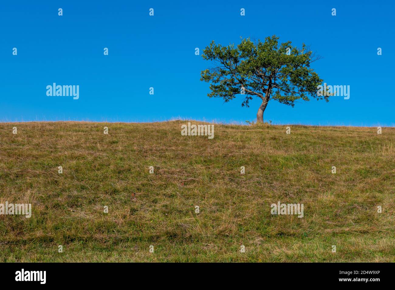 Single lonely tree on a field under the clear blue sky during daylight ...