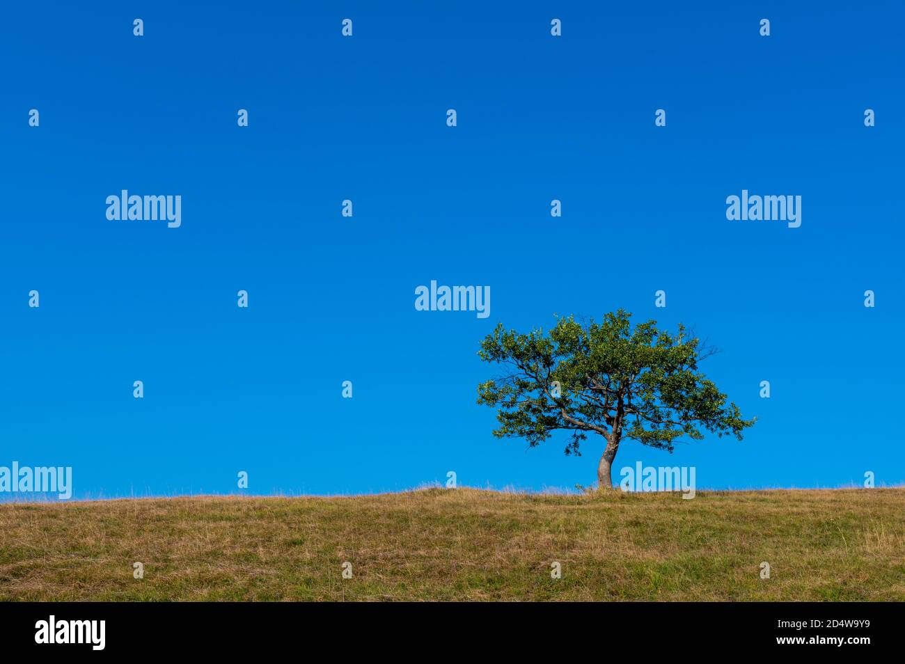 Single lonely tree on a field under the clear blue sky during daylight ...