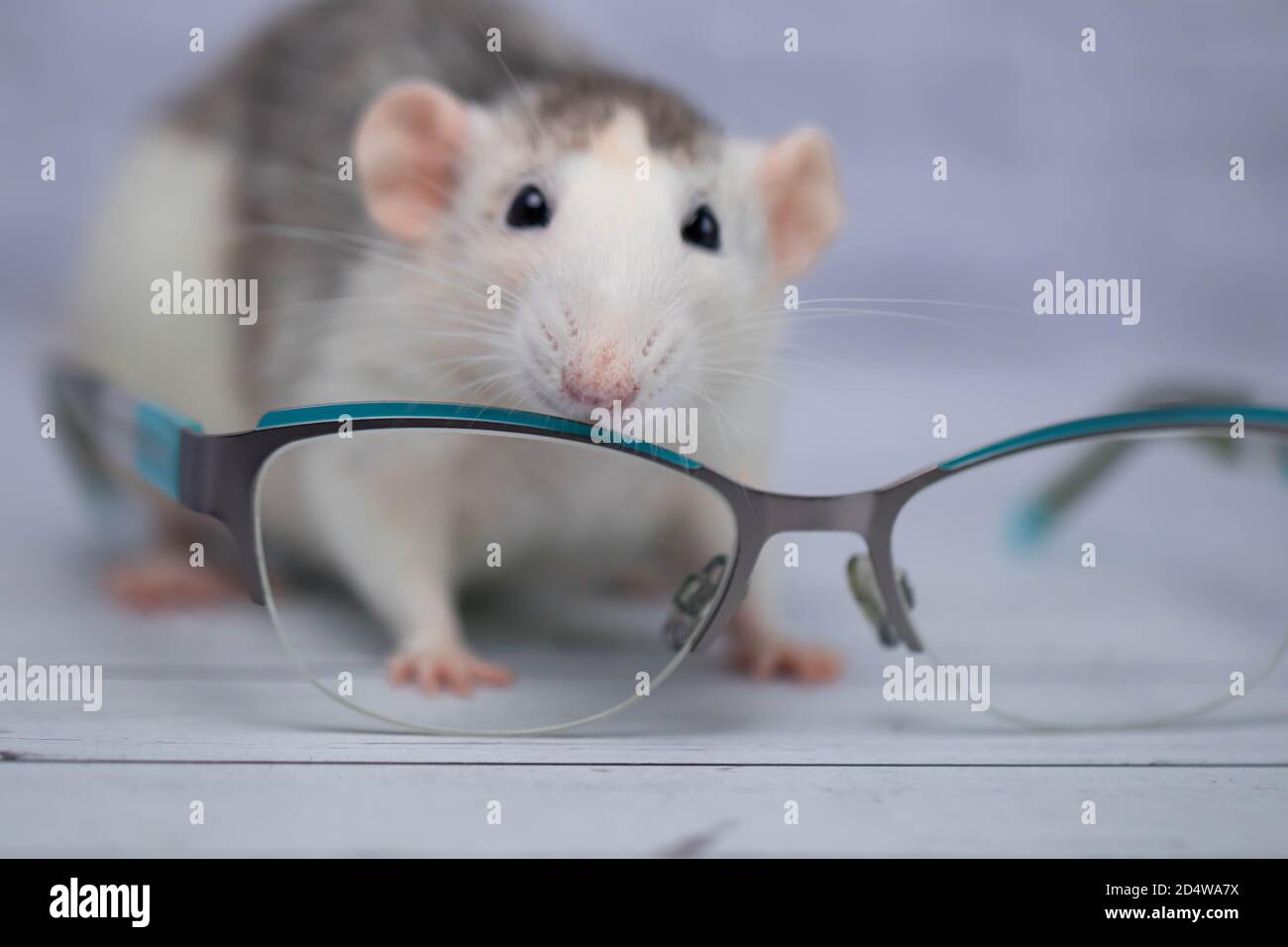A cute rat sits next to glasses with transparent glasses. Clever rodent ...
