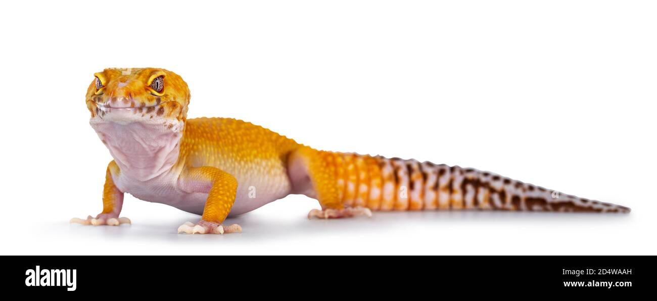 Adult Super Hypo Tangerine Manderin leopard gecko aka Eublepharis ...