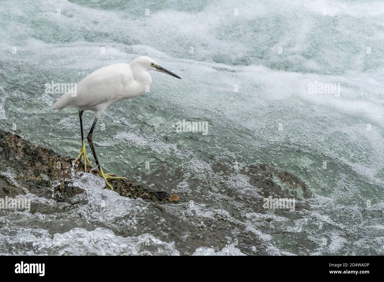 Little Egret on the wild river (Egretta garzetta Stock Photo - Alamy