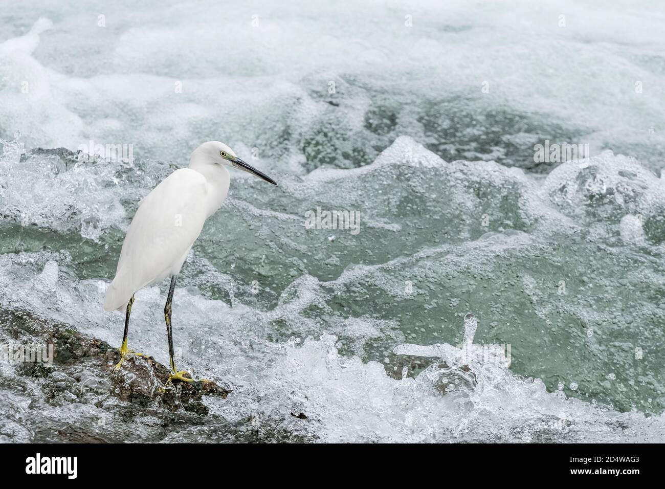 Portrait of Little Egret on wild river (Egretta garzetta Stock Photo ...