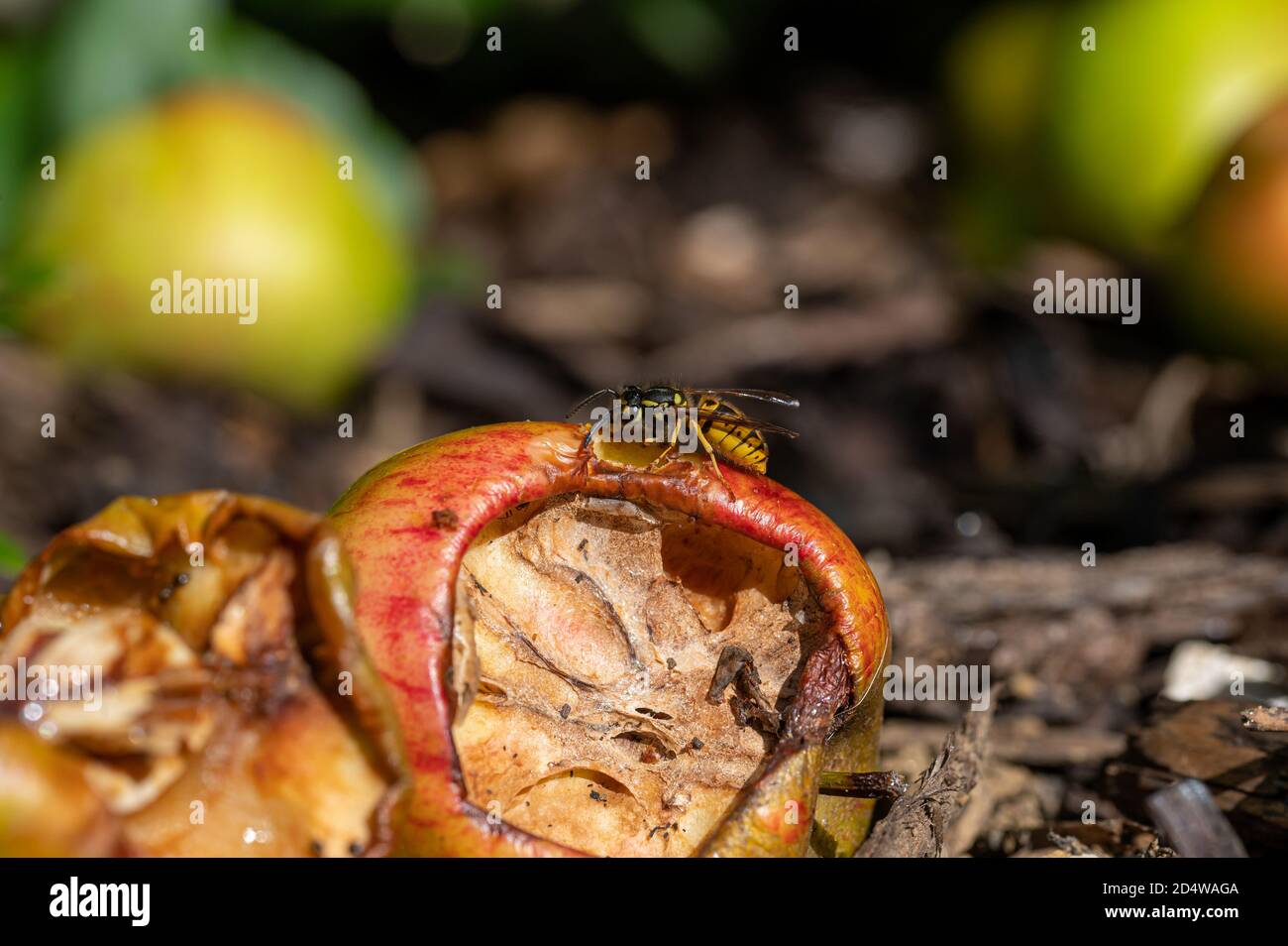 Vespula germanica, european wasp eating a discarded apple Stock Photo ...