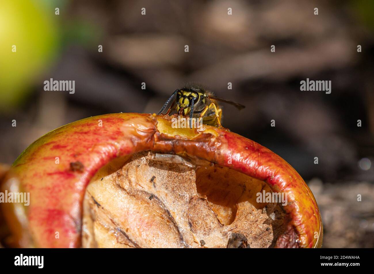 Vespula germanica, european wasp eating a discarded apple Stock Photo ...
