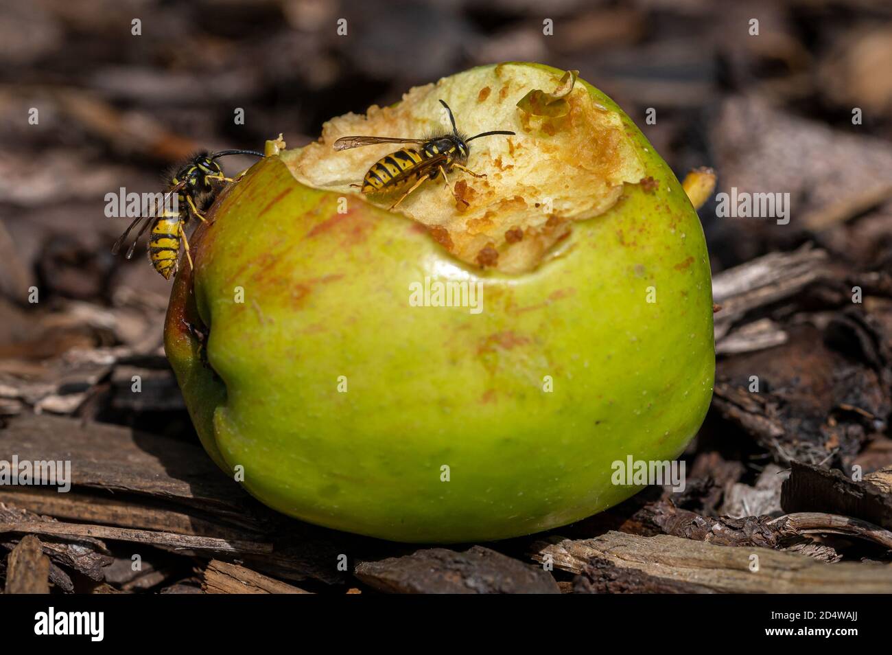 Fruit fly life cycle hi-res stock photography and images - Alamy