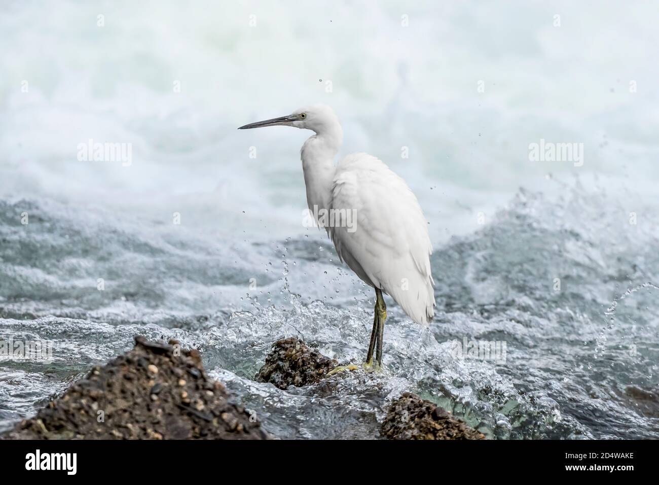 Little egret nest uk hi-res stock photography and images - Alamy