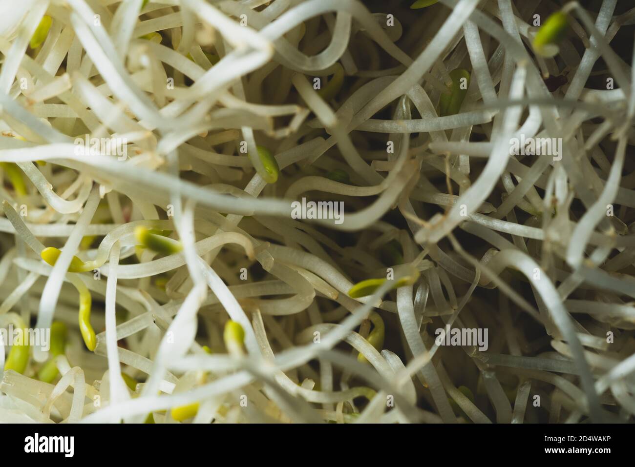Top view alfalfa sprouts hi-res stock photography and images - Alamy