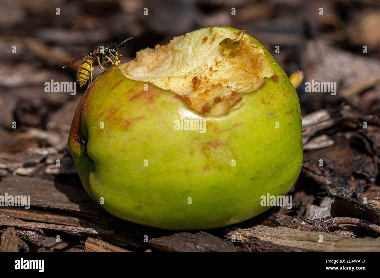 Vespula germanica, european wasp eating a discarded apple Stock Photo ...