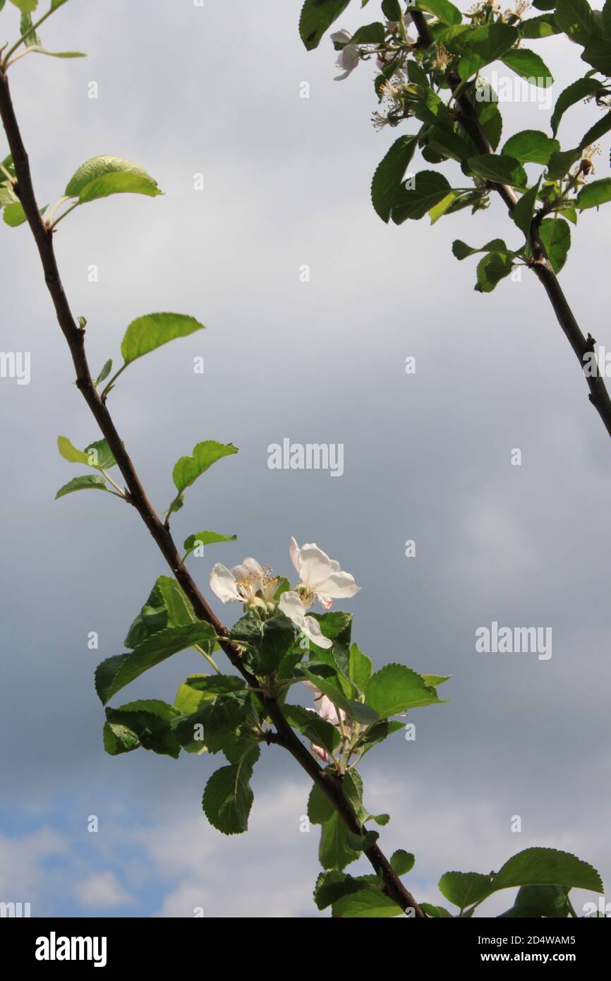 Pollination of apple trees hi-res stock photography and images - Alamy