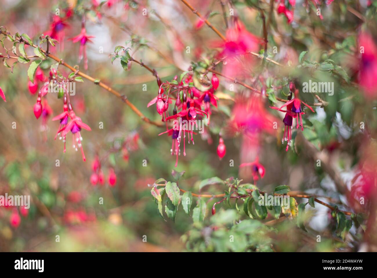 Cerise flower hi-res stock photography and images - Alamy
