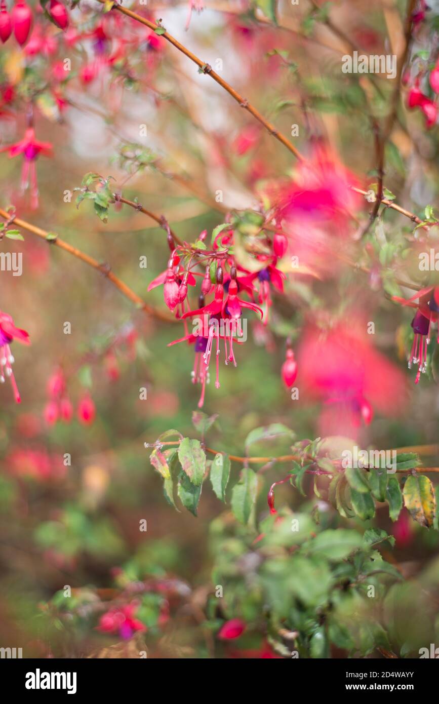 Cerise Flower High Resolution Stock Photography and Images - Alamy